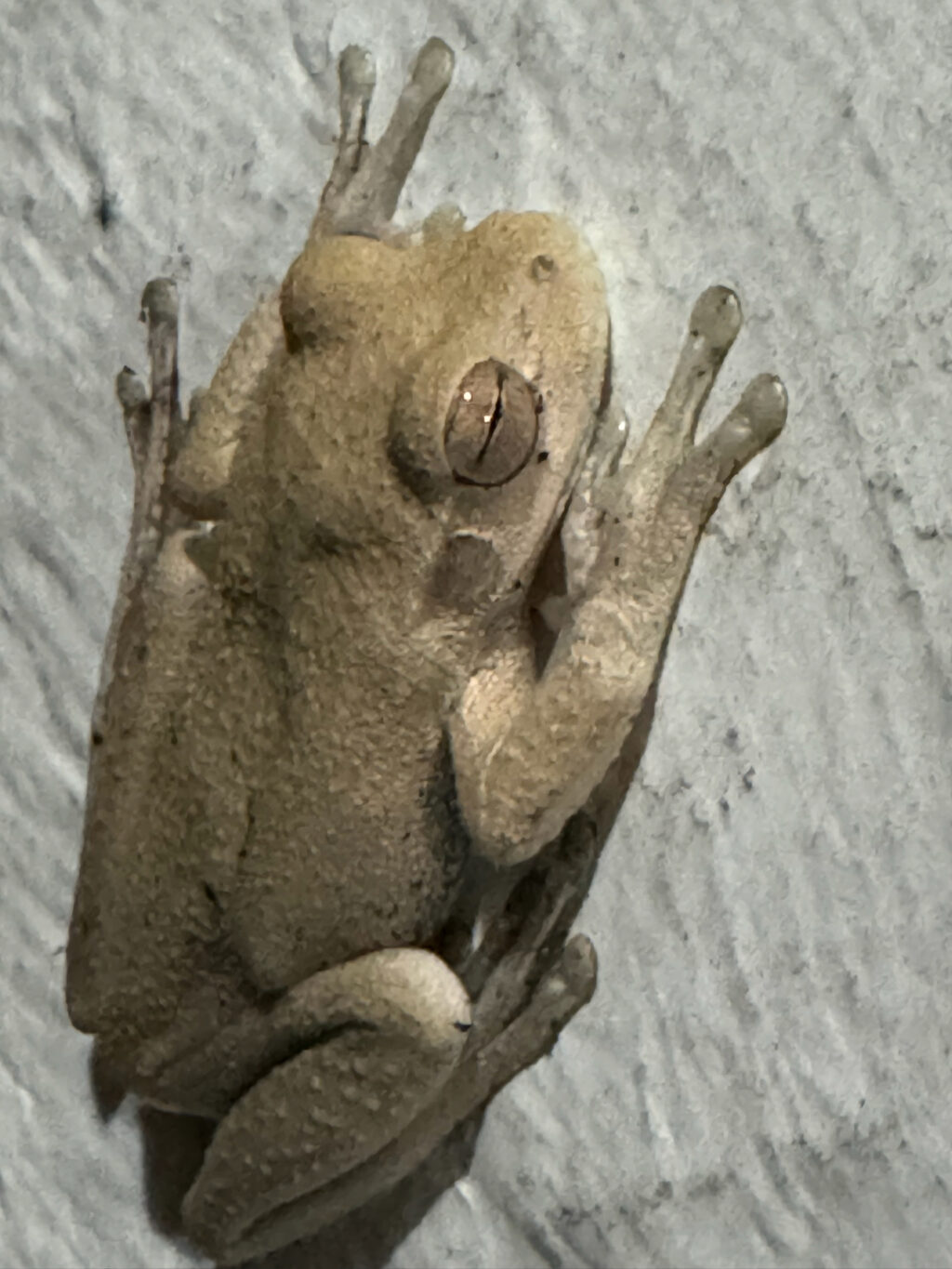 Rana arborícola (Smilisca sordida): Ubicación: San Antonio Rerportado ...